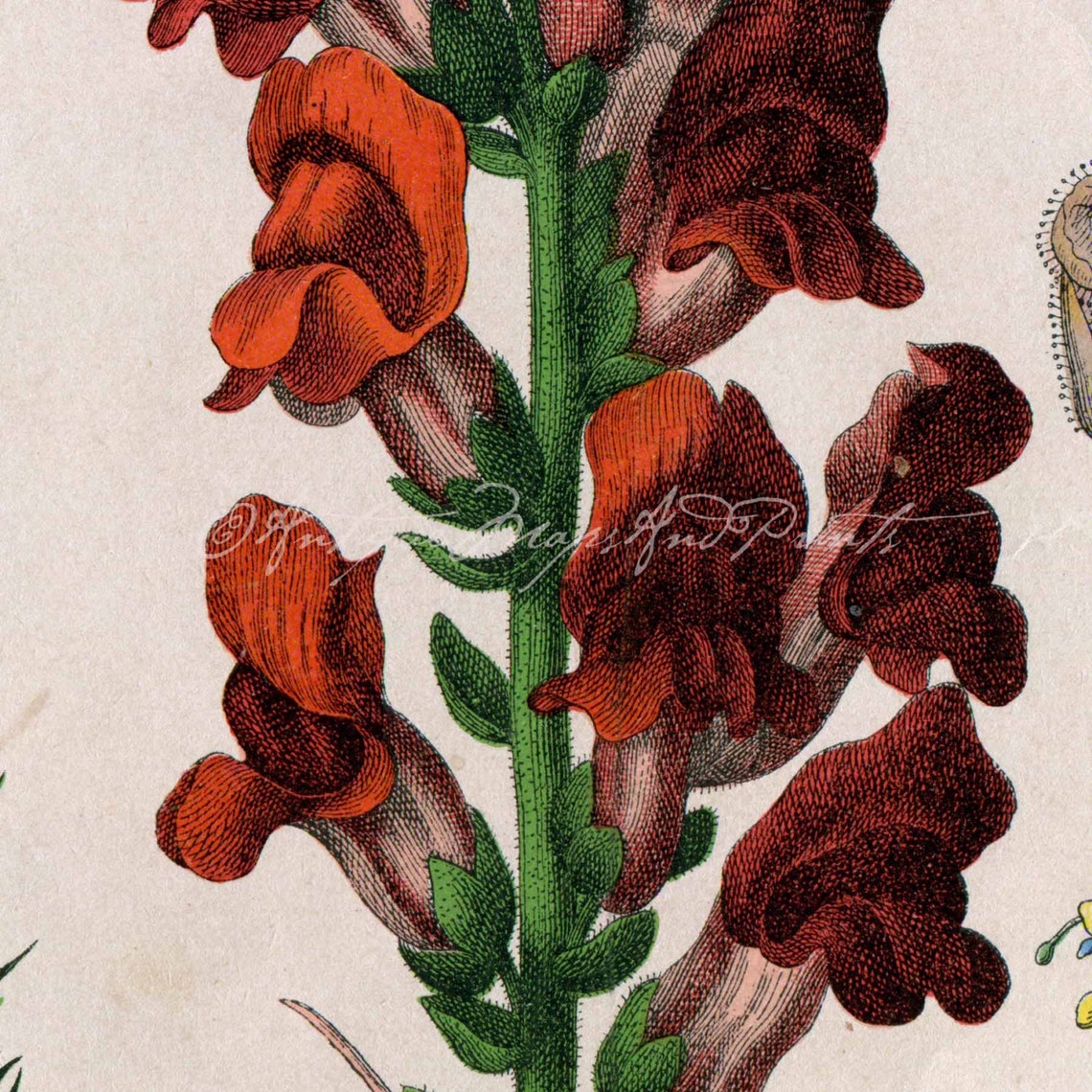 INSTANT DOWNLOAD Botanical Flowers Snapdragon Foxglove Poster - Etsy