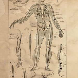 INSTANT DOWNLOAD Scary Skeletons Human Anatomy 2 Print Set Skeleton ...