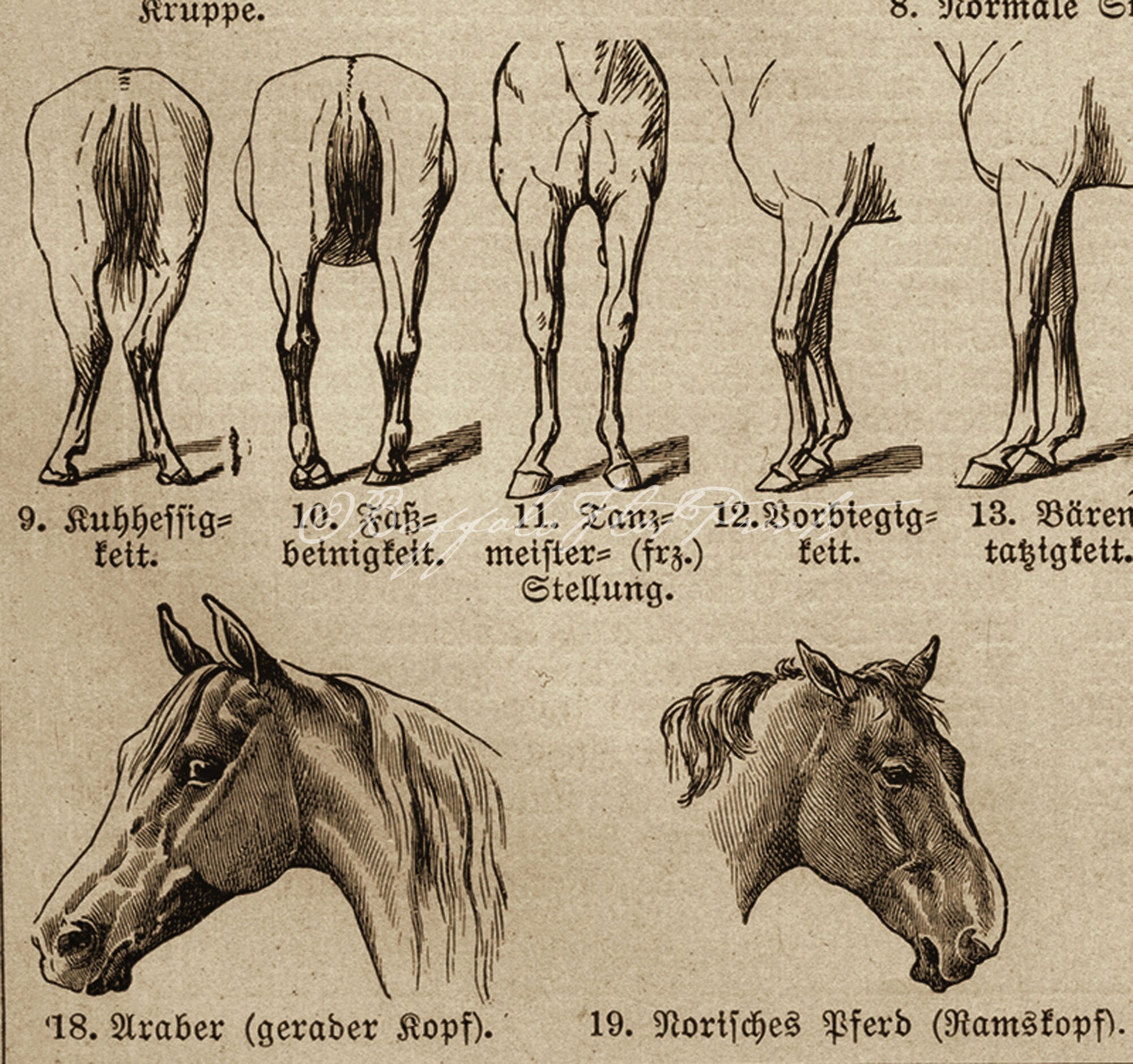 Horse Body Language