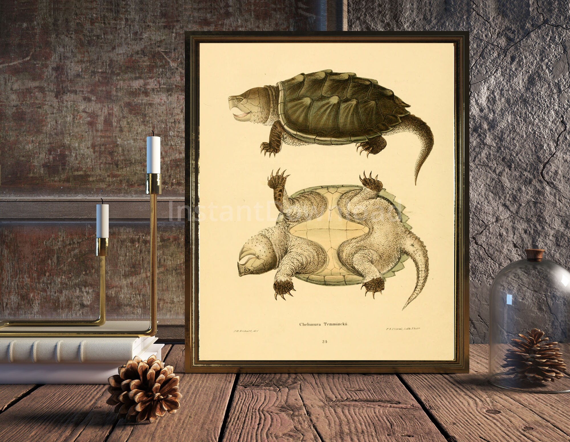 INSTANT DOWNLOAD Alligator Snapping Turtle Reptile Poster Print Turtle ...