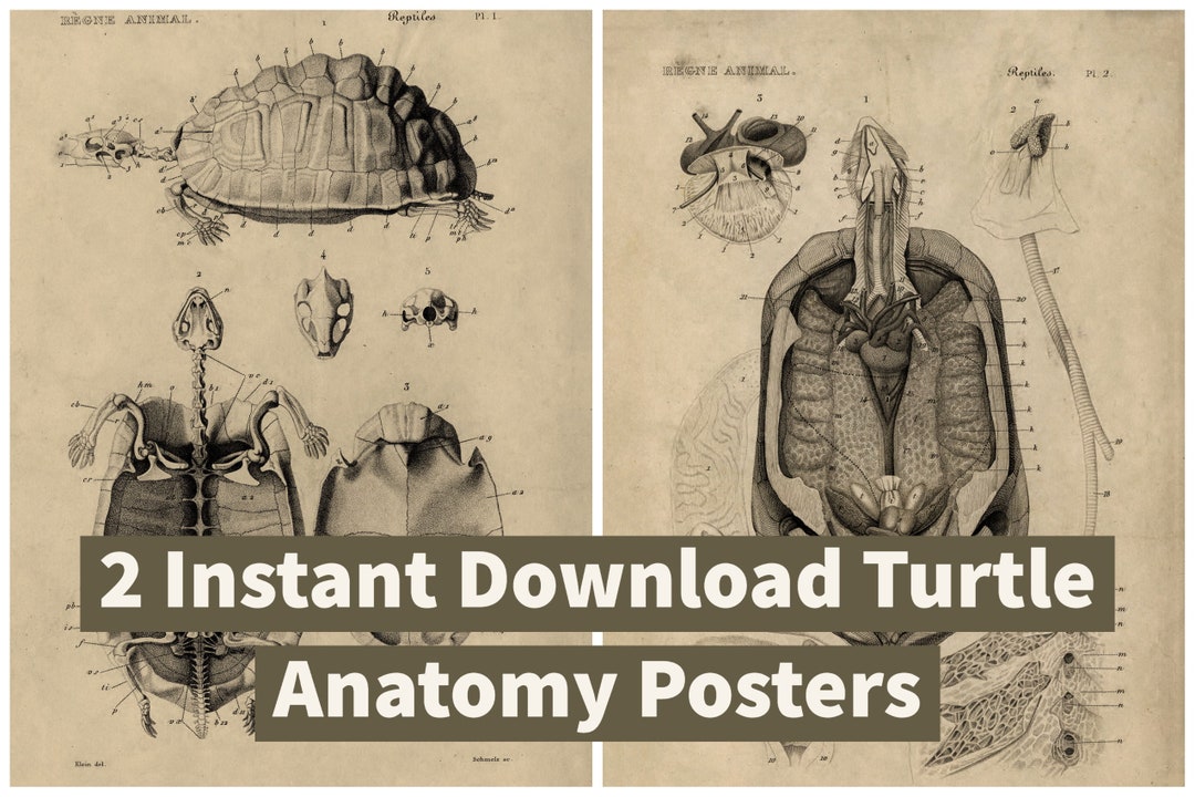 INSTANT DOWNLOAD Turtle Anatomy 2 Poster Print Set Shell Bones Internal ...