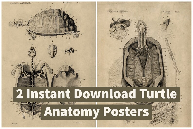 INSTANT DOWNLOAD Turtle Anatomy 2 Poster Print Set Shell Bones - Etsy