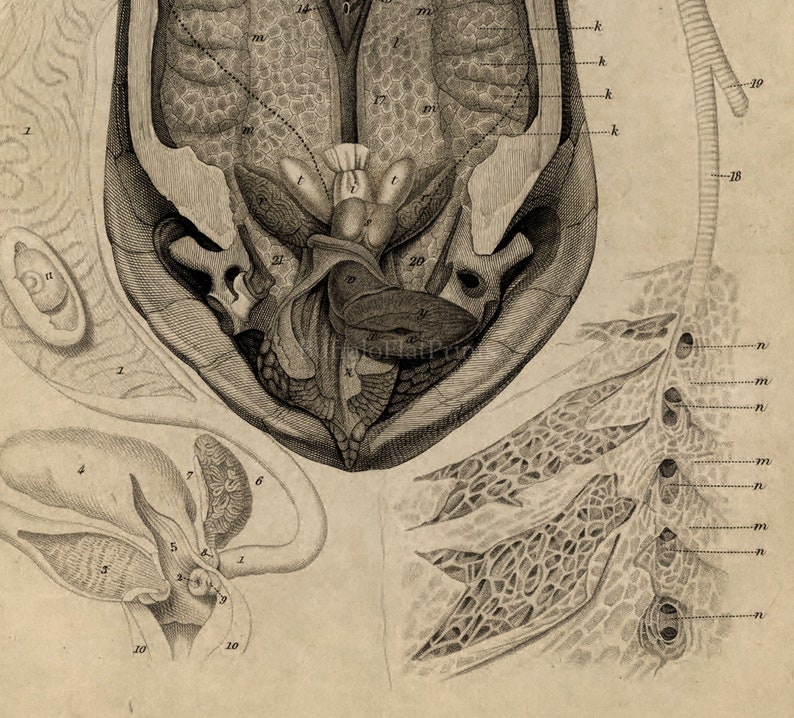 INSTANT DOWNLOAD Turtle Anatomy Poster Print Shell Bones Internal ...