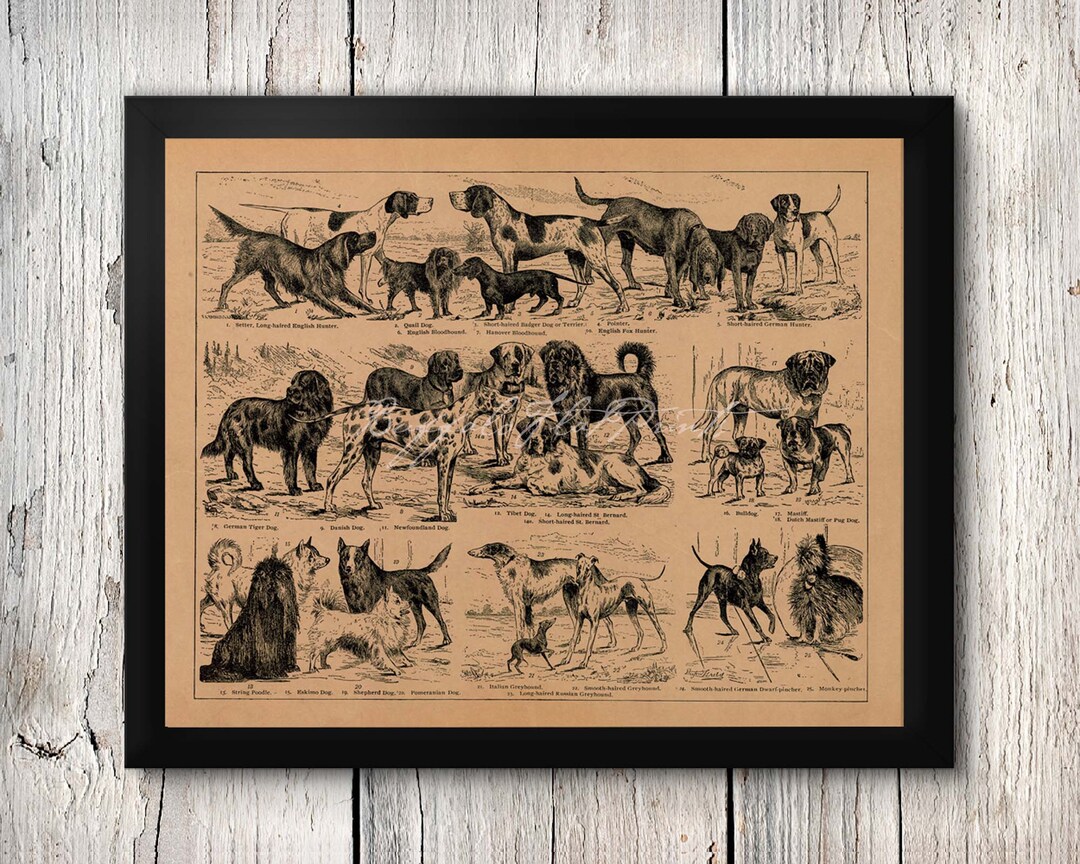 POSTER PRINT Dog Breeds Vintage Style Shepherd Dachshunds Mastiffs ...