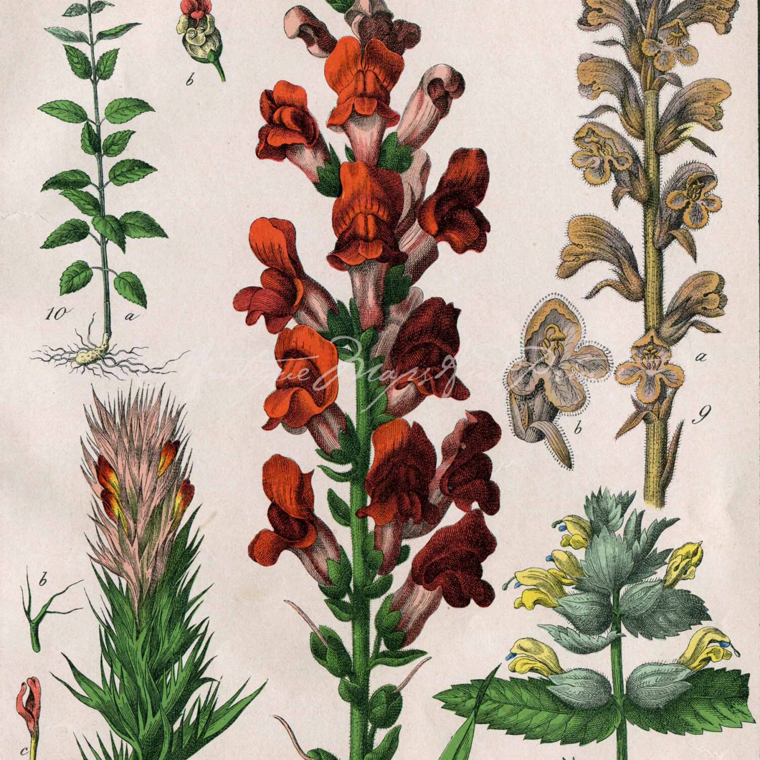 INSTANT DOWNLOAD Botanical Flowers Snapdragon Foxglove Poster Print ...