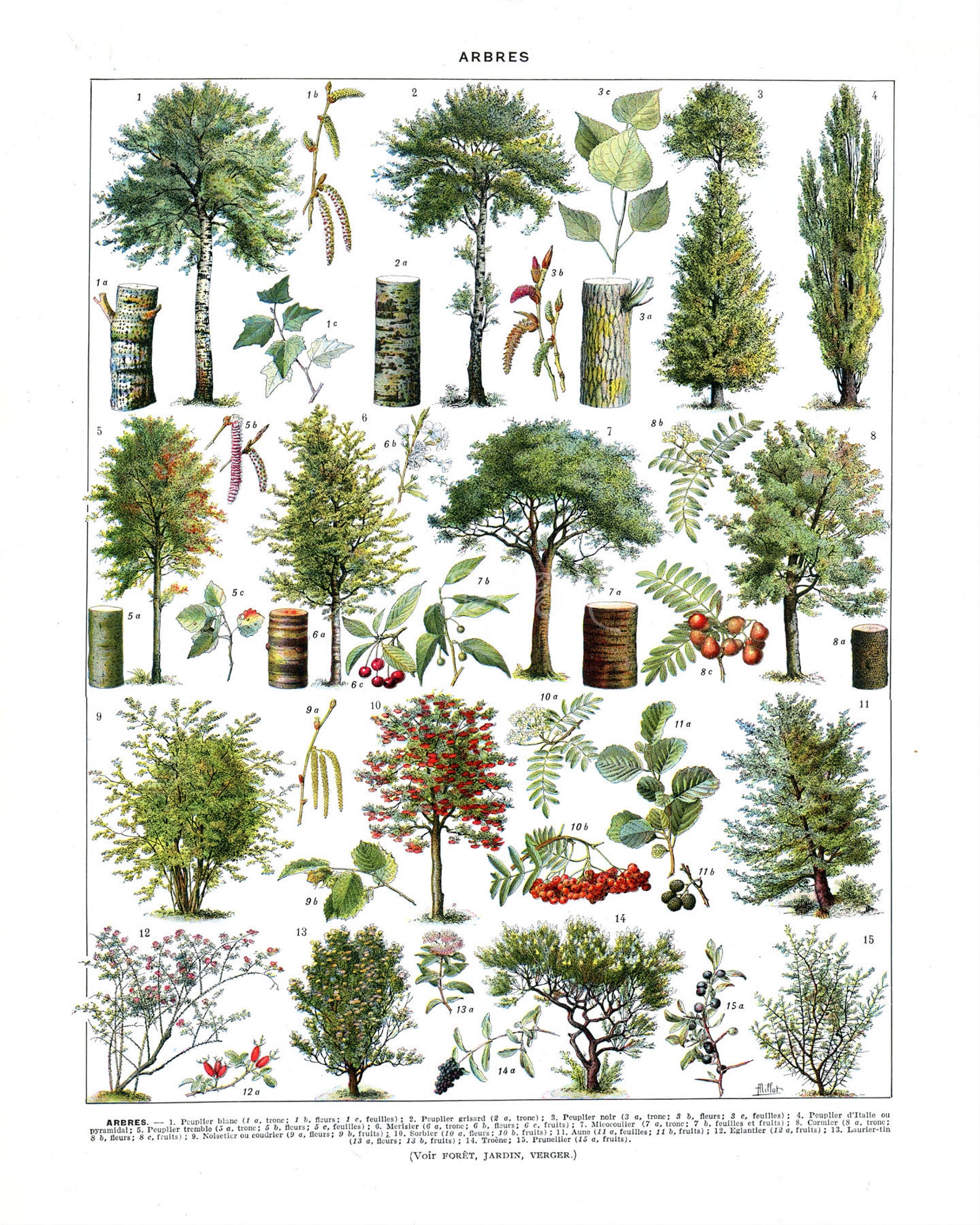 INSTANT DOWNLOAD 7 Poster Print Set 16x20 Trees Evergreen Deciduous ...