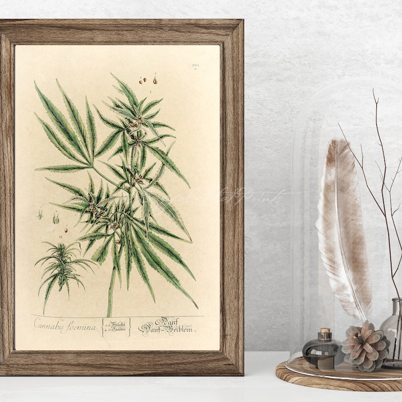 Marijuana Botanical Print - Etsy