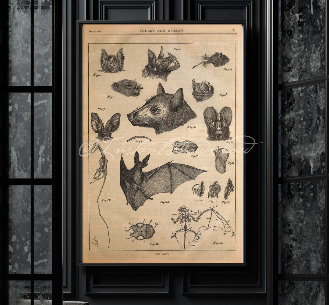 INSTANT DOWNLOAD Assorted Spooky Bats Poster Print Bat Anatomy Bat ...