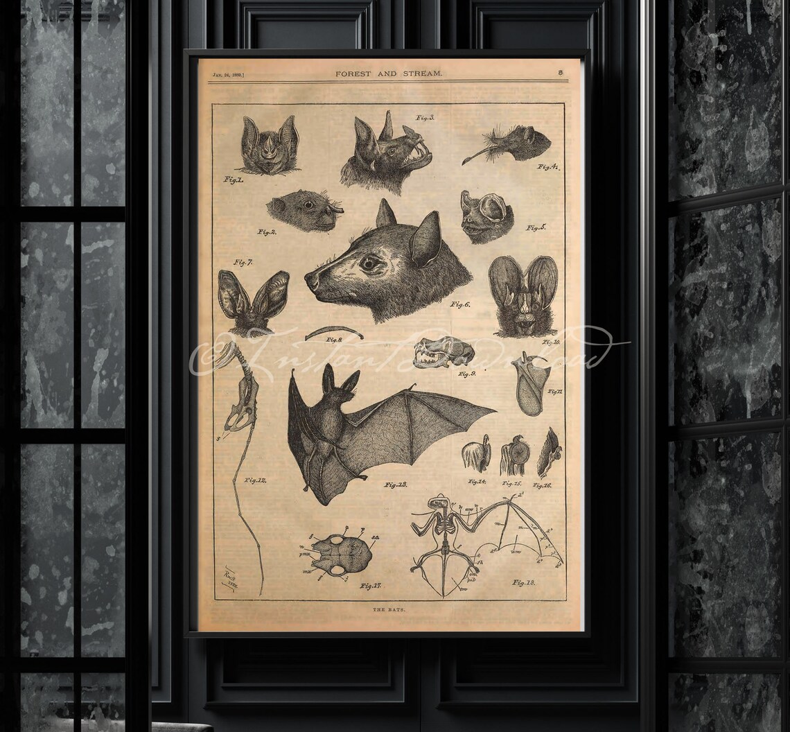 INSTANT DOWNLOAD Assorted Spooky Bats Poster Print Bat Anatomy Bat ...