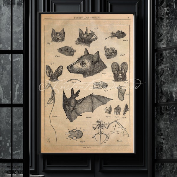 Vintage Bat Print - Etsy