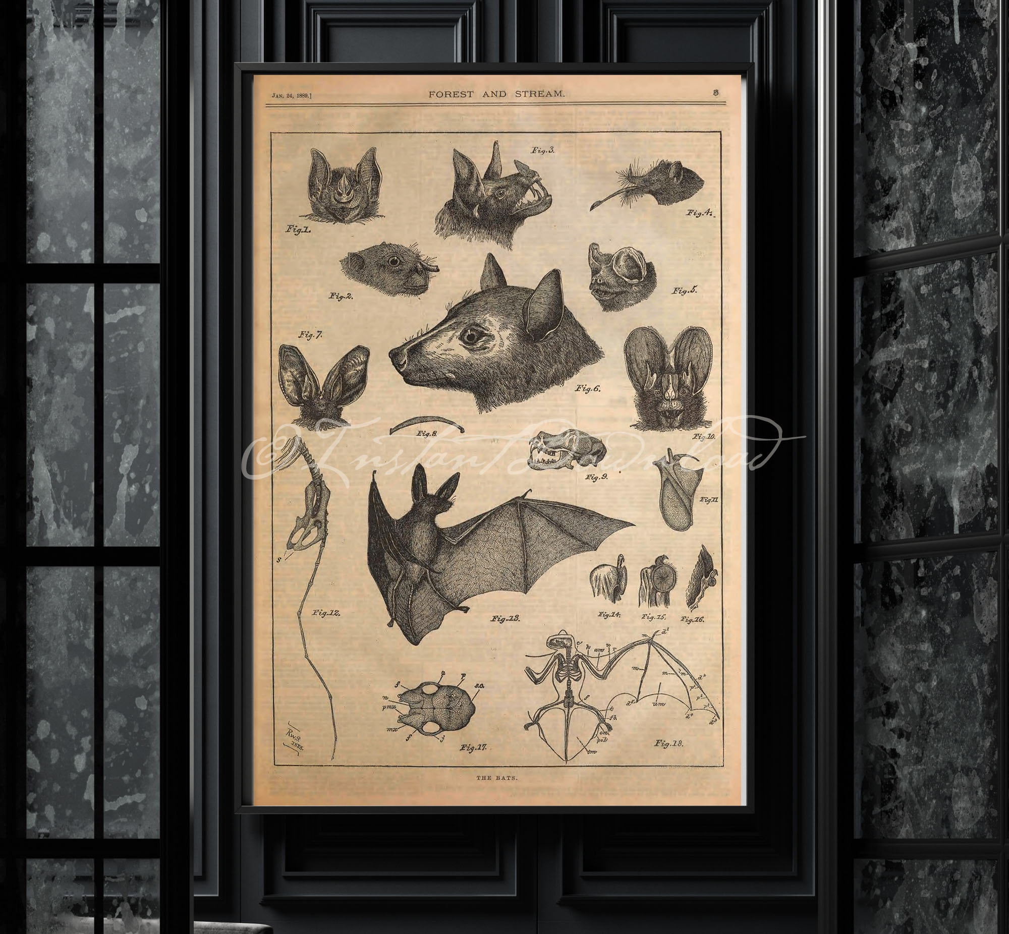 POSTER PRINT Assorted Spooky Bats Poster Print Bat Anatomy Bat - Etsy