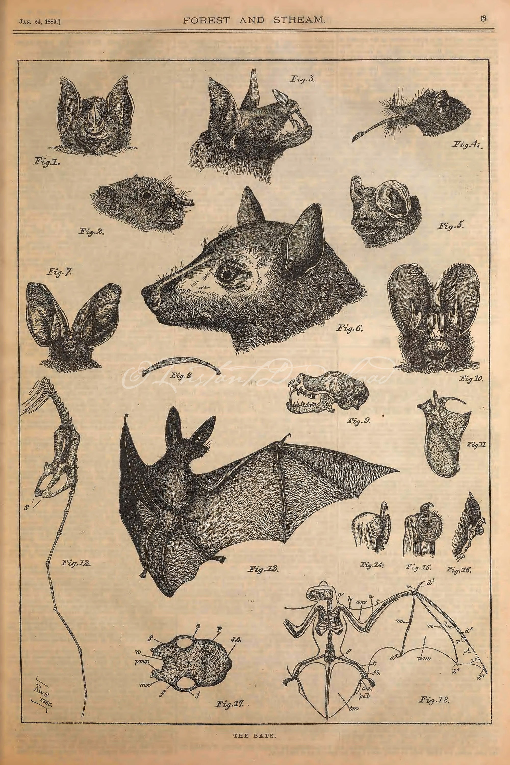 POSTER PRINT Assorted Spooky Bats Poster Print Bat Anatomy Bat - Etsy