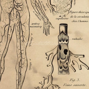 INSTANT DOWNLOAD Scary Skeletons Human Anatomy 2 Print Set Skeleton ...