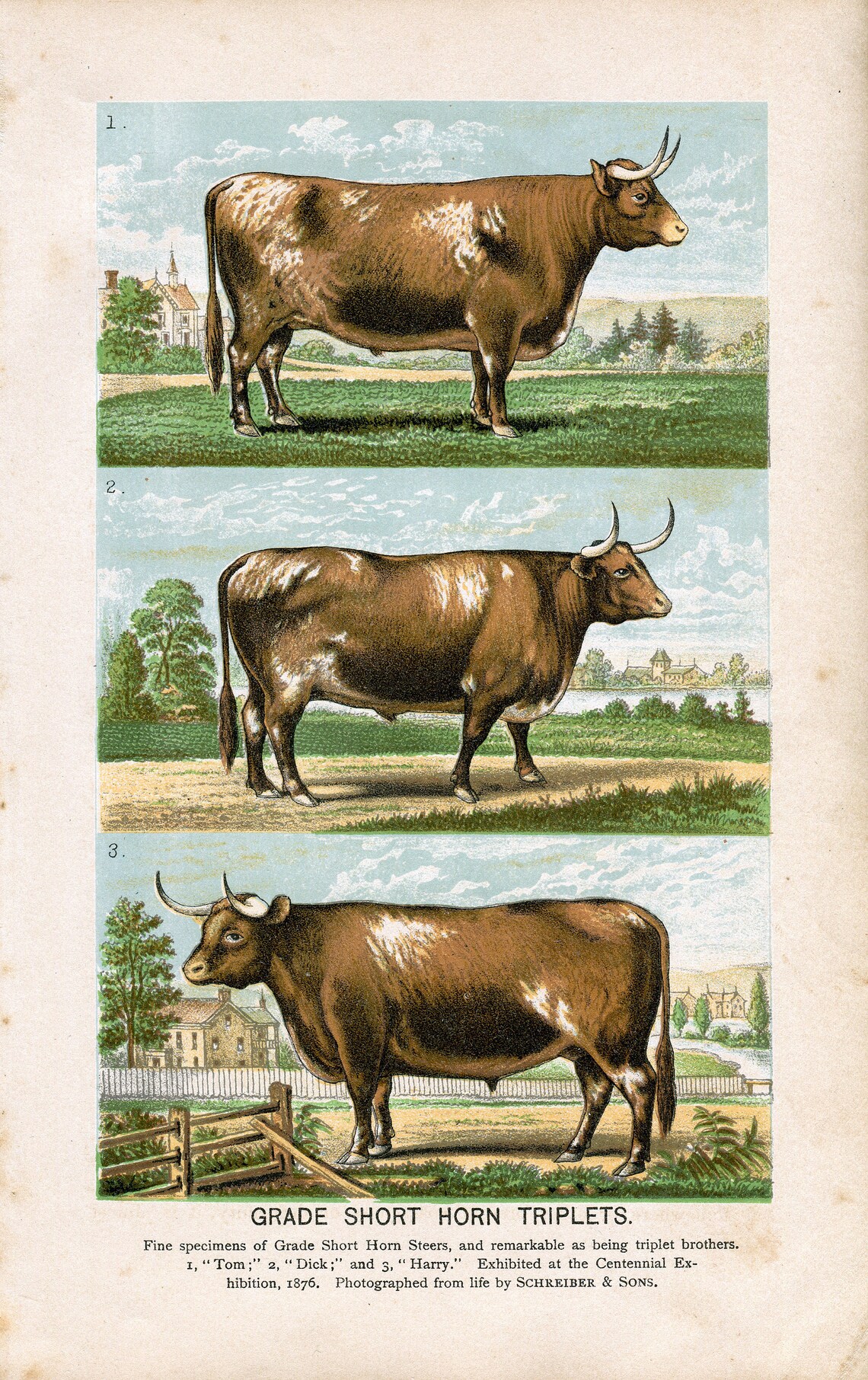 INSTANT DOWNLOAD 8 Print Set Arm Animal Prints Pig Sheep Cows Horses ...