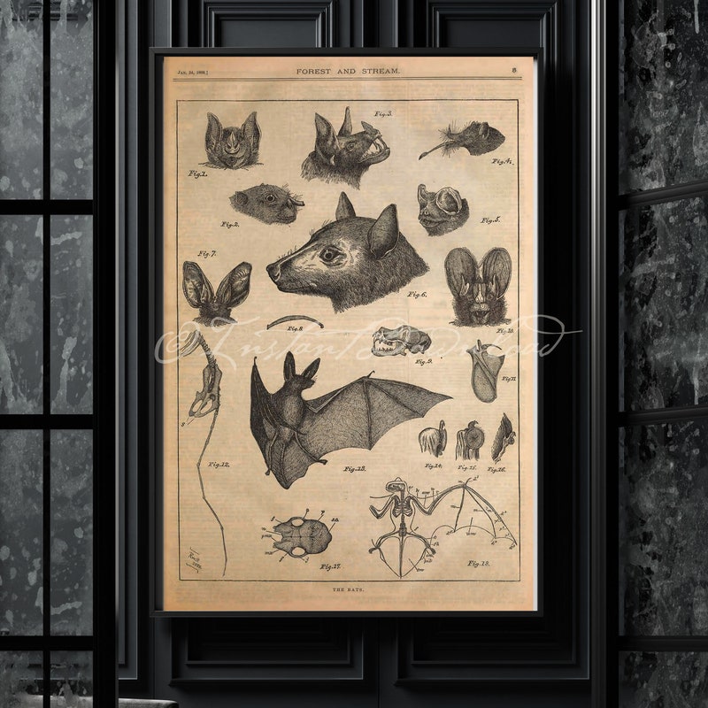 Bat Poster - Etsy