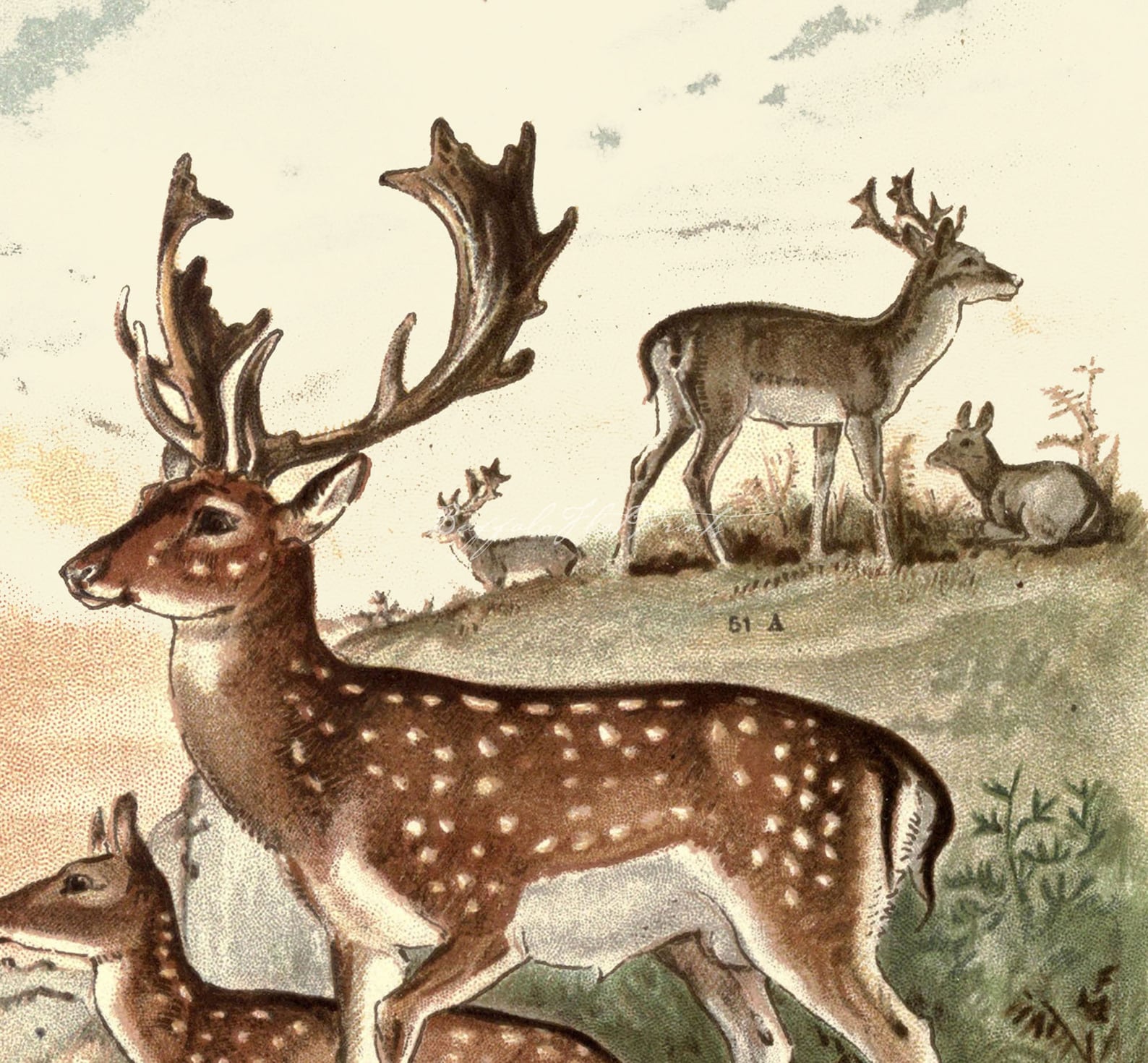 INSTANT DOWNLOAD Deer Poster Print Forest Animals Stag Wall Art Cabin ...