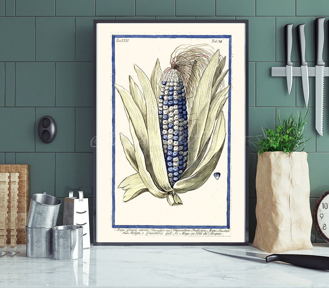 INSTANT DOWNLOAD Blue Corn Maize Zea Mays Poster Print Kitchen - Etsy