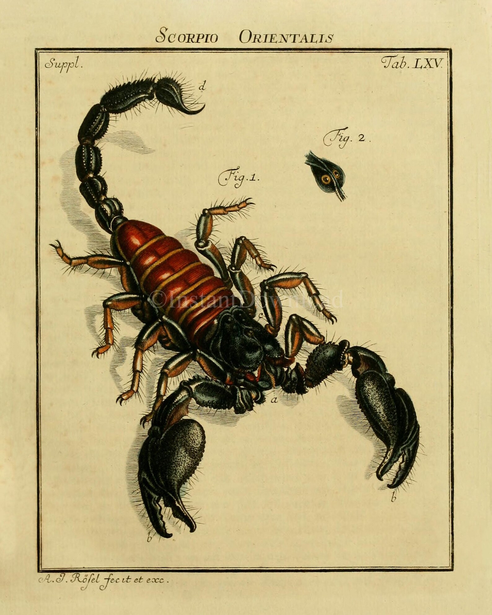 POSTER PRINT Creepy Crawlers Scary Scorpion Halloween Poster - Etsy