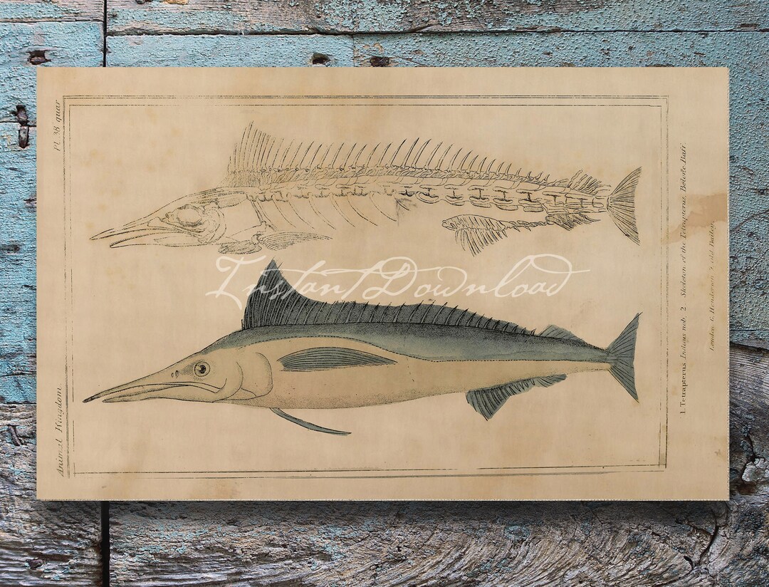 INSTANT DOWNLOAD Sailfish Print Skeleton Ocean Fauna Marine Animals ...