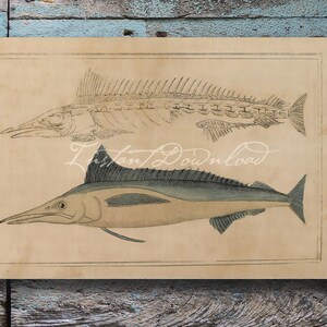 INSTANT DOWNLOAD Sailfish Print Skeleton Ocean Fauna Marine Animals ...