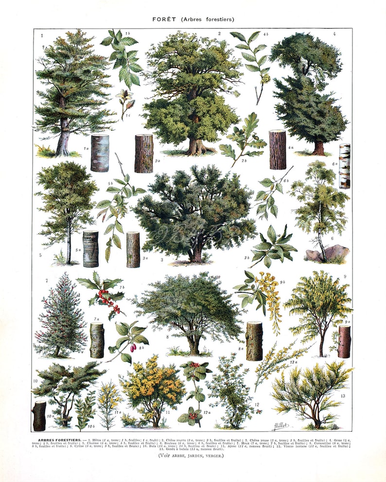 INSTANT DOWNLOAD 7 Poster Print Set 16x20 Trees Evergreen | Etsy