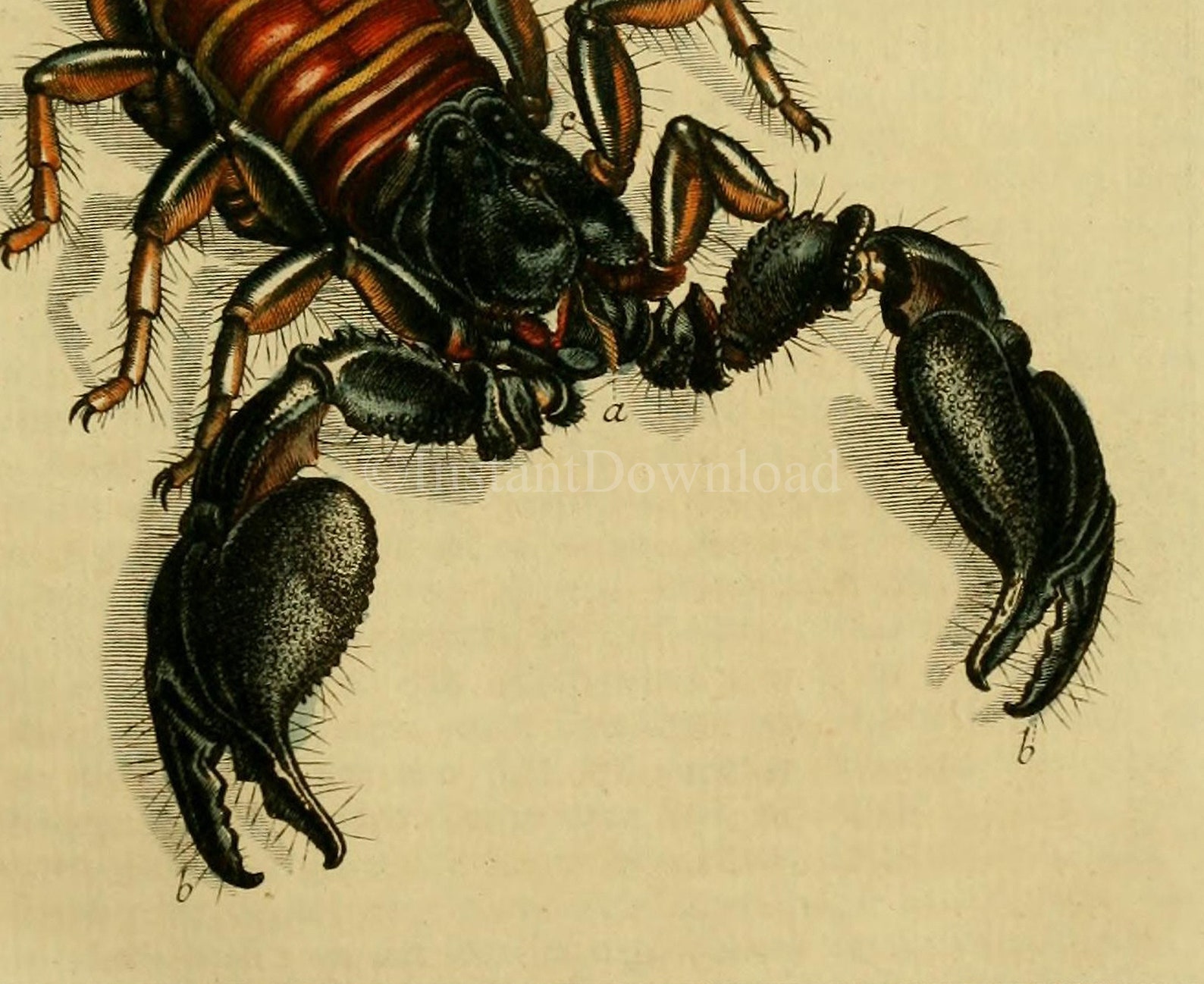 POSTER PRINT Creepy Crawlers Scary Scorpion Halloween Poster Print ...