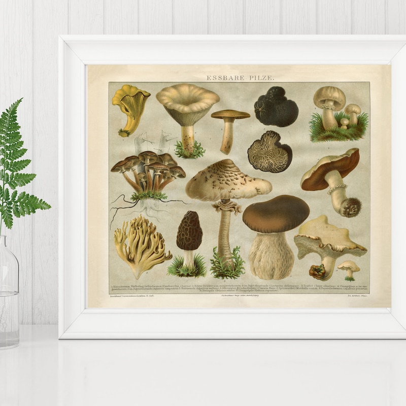 Agaricus Toadstool - Etsy