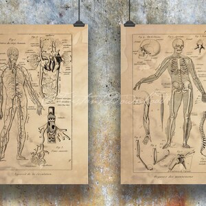 INSTANT DOWNLOAD Scary Skeletons Human Anatomy 2 Print Set Skeleton ...