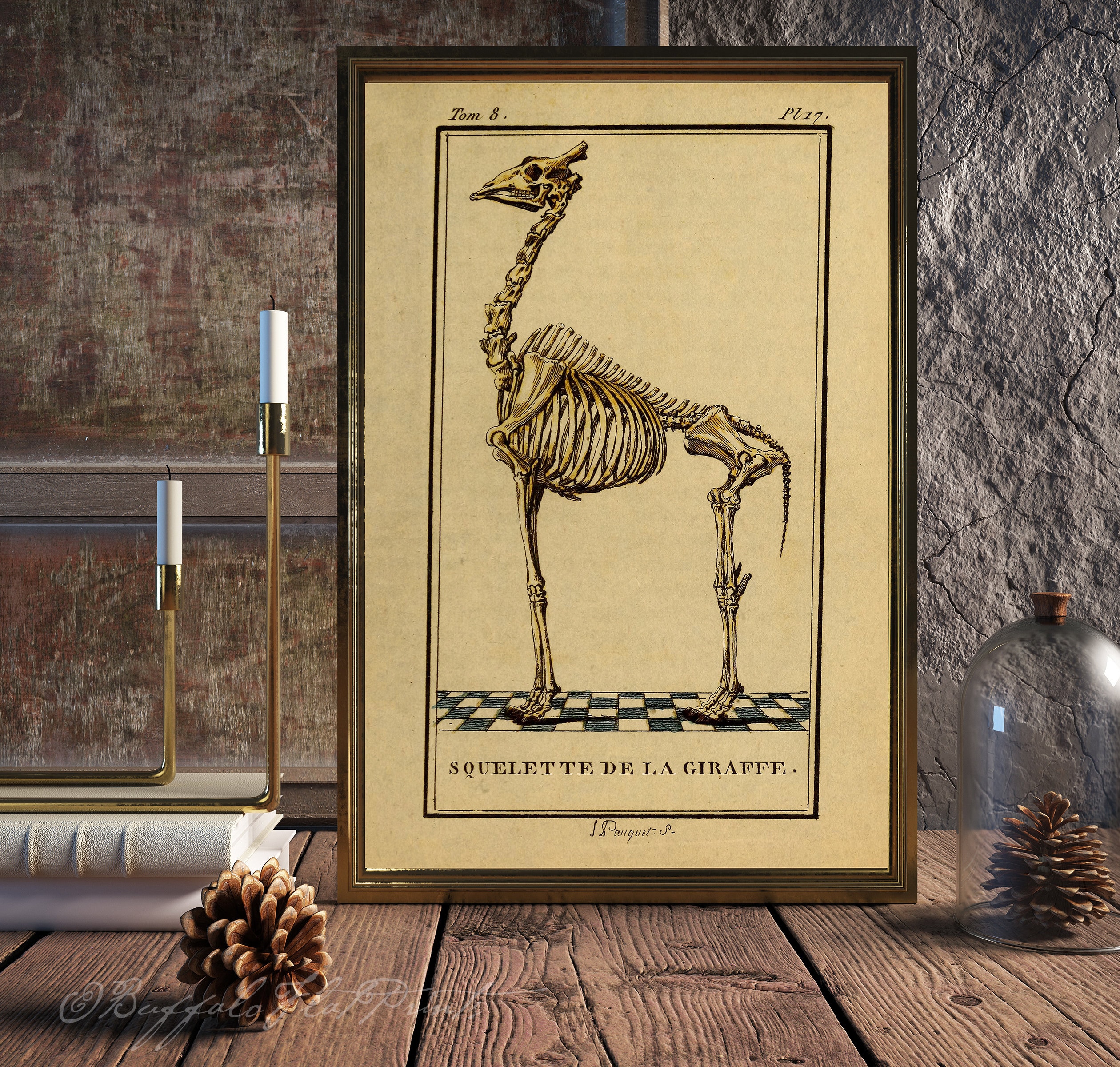 Giraffe Skeleton
