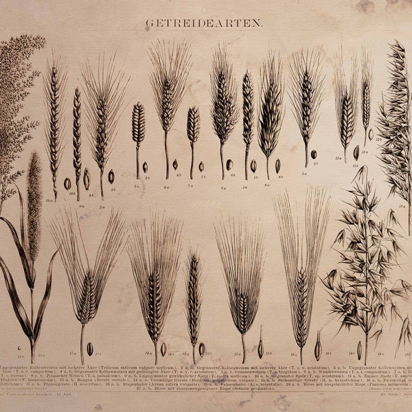 Grain Poster - Etsy UK