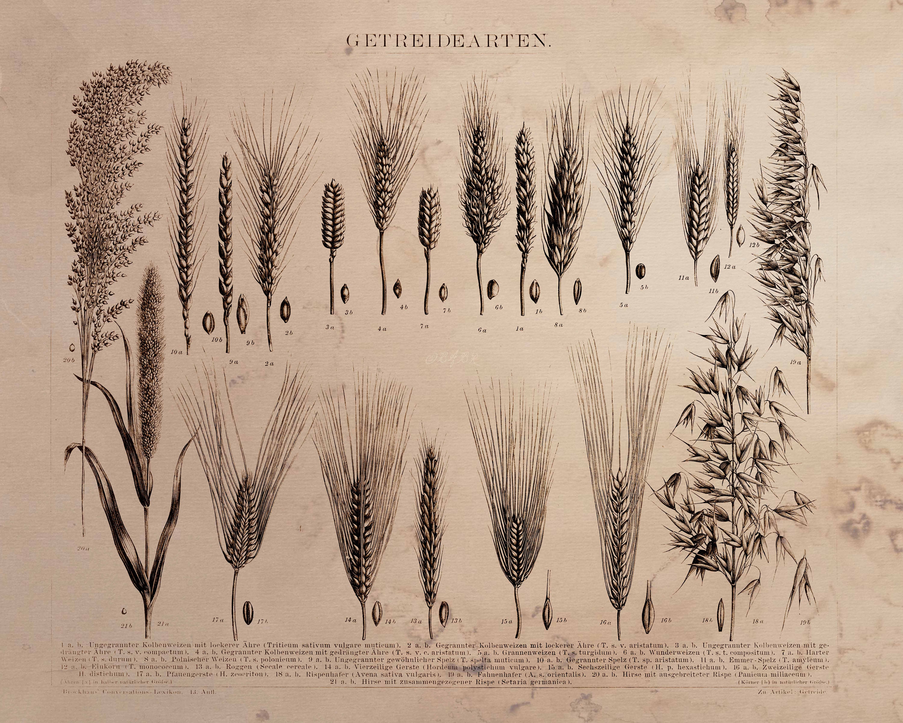 Wheat Botanical Illustration