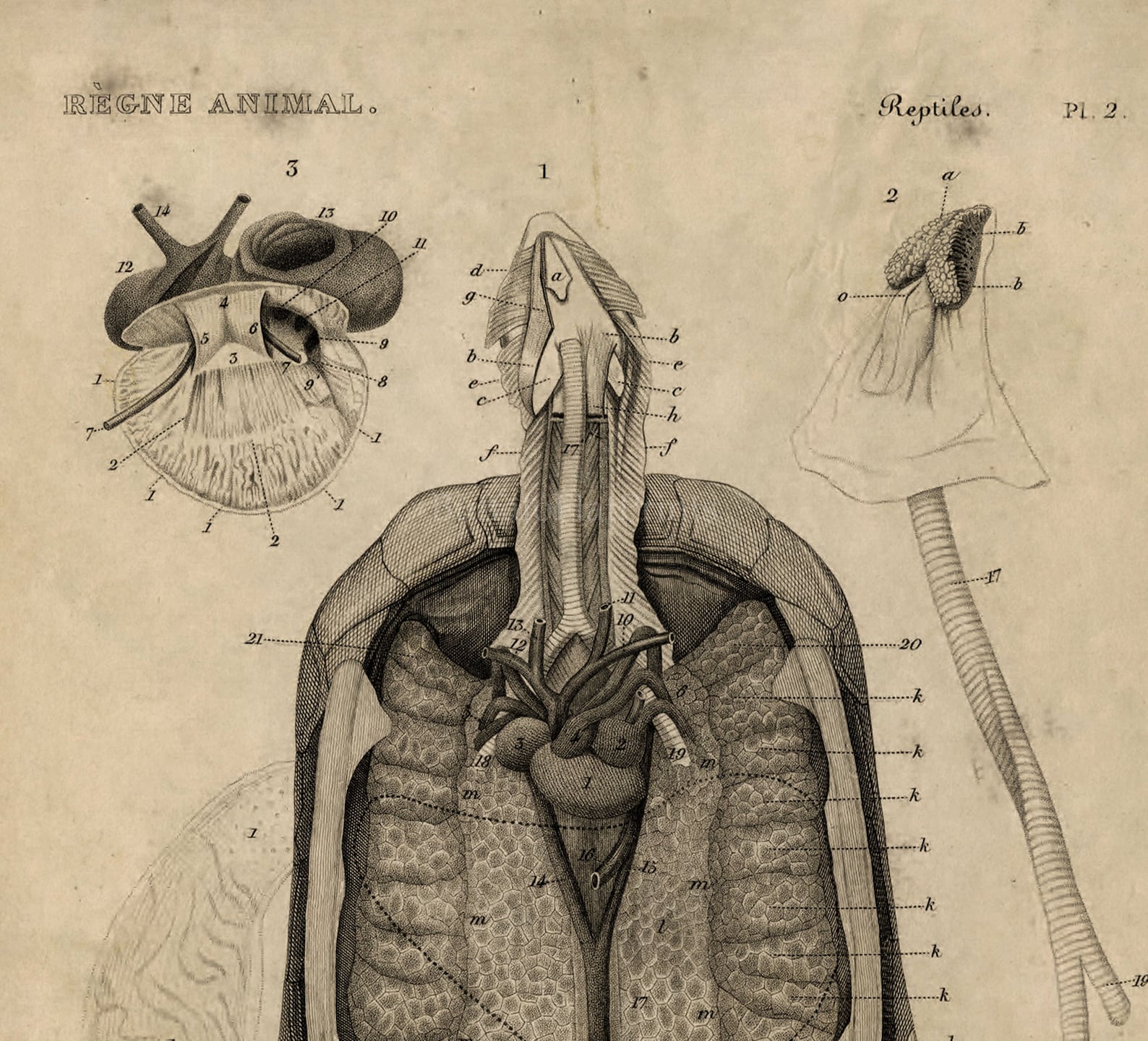 INSTANT DOWNLOAD Turtle Anatomy Poster Print Shell Bones Internal ...