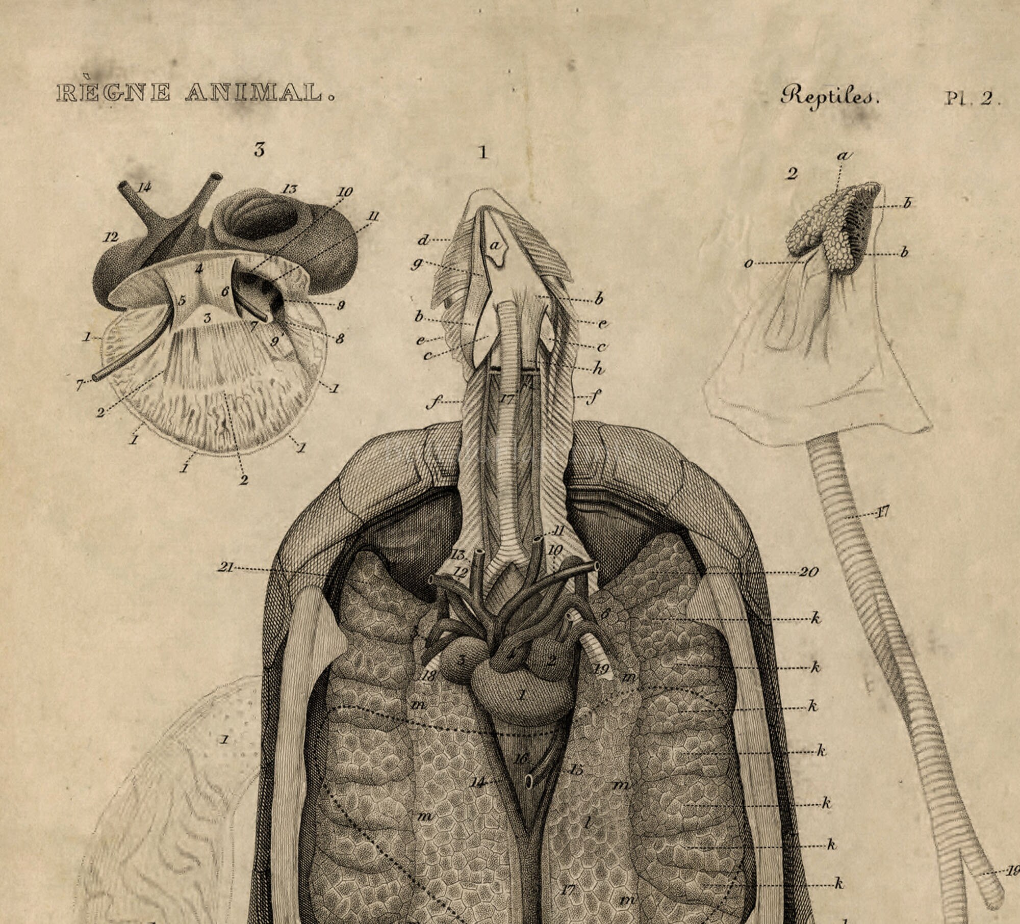 INSTANT DOWNLOAD Turtle Anatomy Poster Print Shell Bones Internal ...