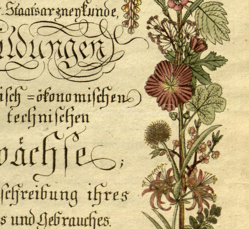 INSTANT DOWNLOAD Botanical Illustrated Title Page Floral Border Fruit ...