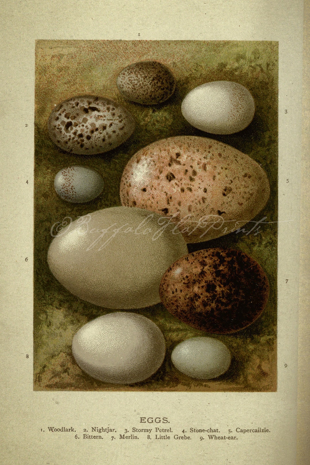 INSTANT DOWNLOAD Bird Eggs Woodlark Grebe Bittern Nightjar Merlin ...