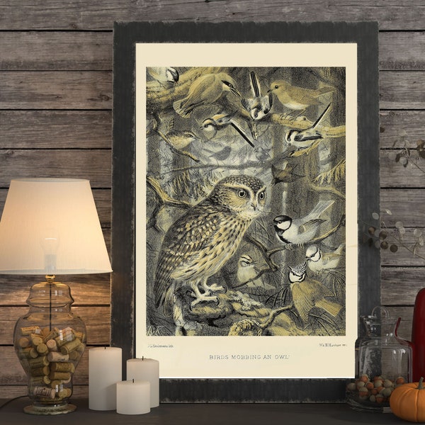 Hoot Clip Art - Etsy