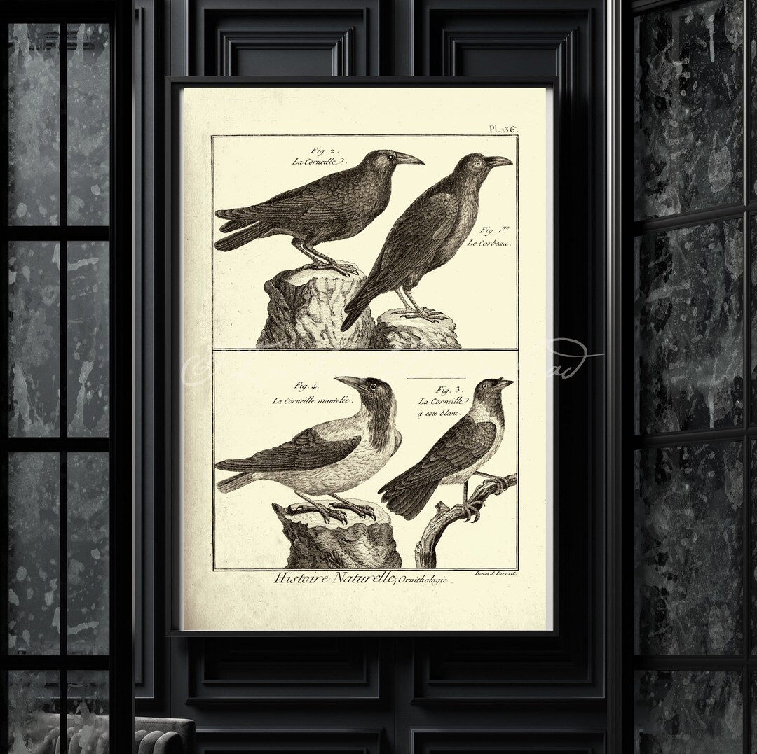 POSTER PRINT Raven and Crow Poster Print Spooky Birds Halloween ...