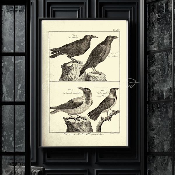 Crow Poster - Etsy