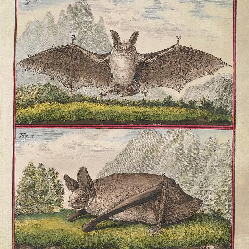 Schubert Animal Prints - Etsy