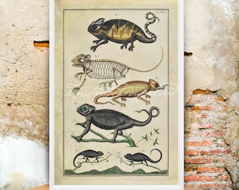 Reptile Anatomy Poster - Etsy