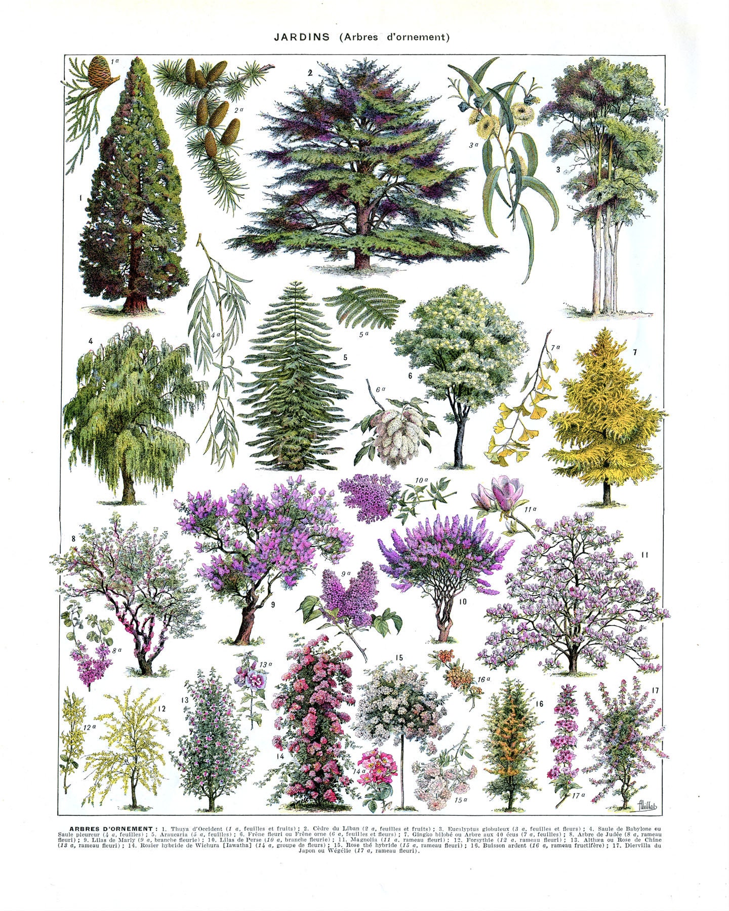 INSTANT DOWNLOAD 7 Poster Print Set 16x20 Trees Evergreen | Etsy