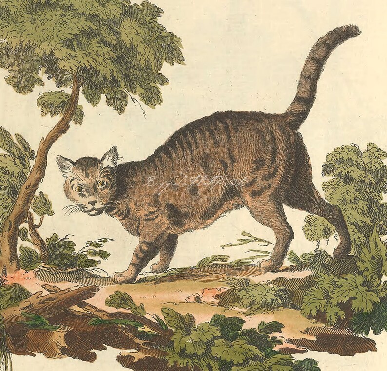 INSTANT DOWNLOAD Jungle Cat Swamp Cat Reed Cat Tabby Domestic Cat Art ...