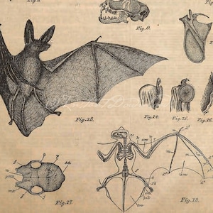 POSTER PRINT Assorted Spooky Bats Poster Print Bat Anatomy Bat Skeleton ...