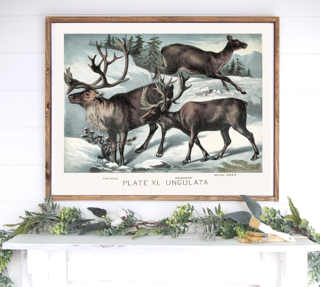 Poster Print Reindeer Caribou Musk Deer Snow Scene Poster Print ...