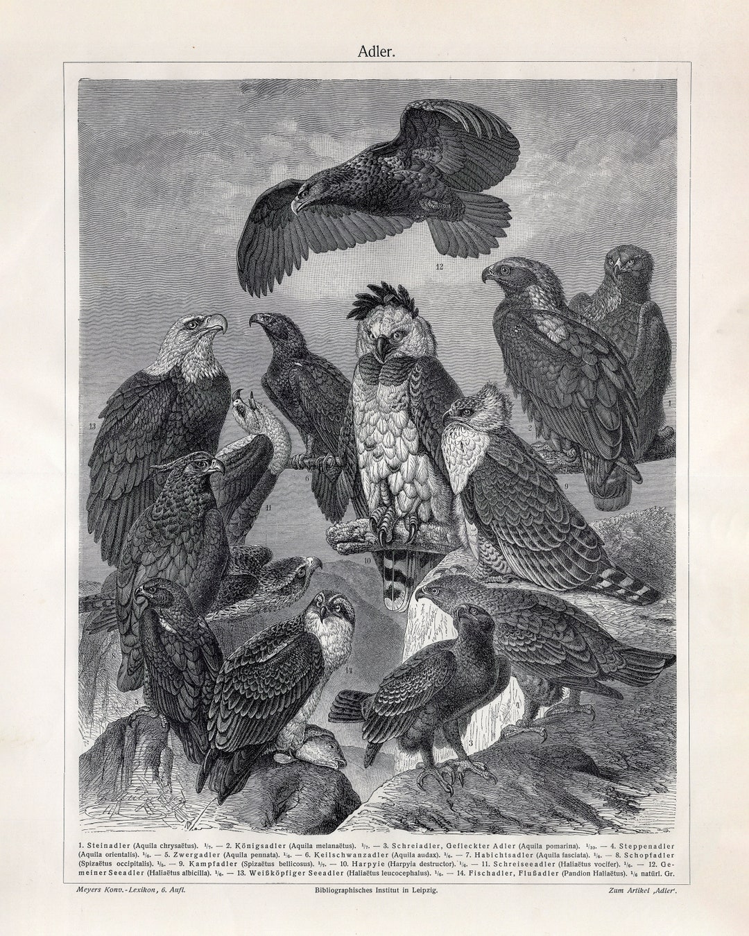 INSTANT DOWNLOAD Golden Eagle Steppe Eagle Long-crested Eagle Harpy ...