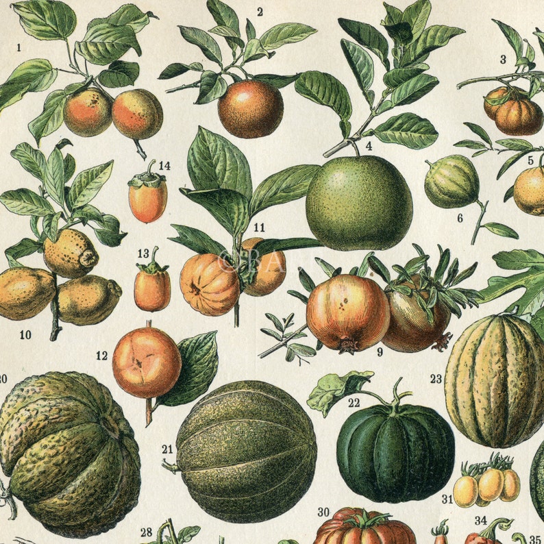 INSTANT DOWNLOAD Botanical Fruit 2 Poster Print Set Kitchen - Etsy