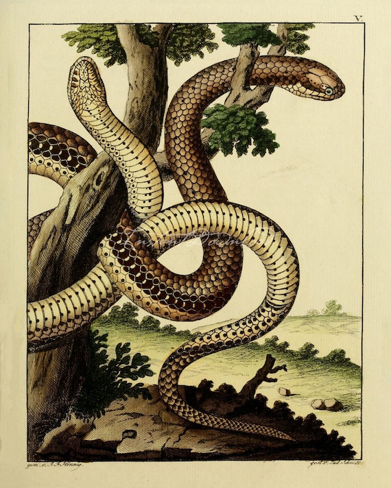 INSTANT DOWNLOAD Two Snakes Poster Print Reptiles Natural - Etsy