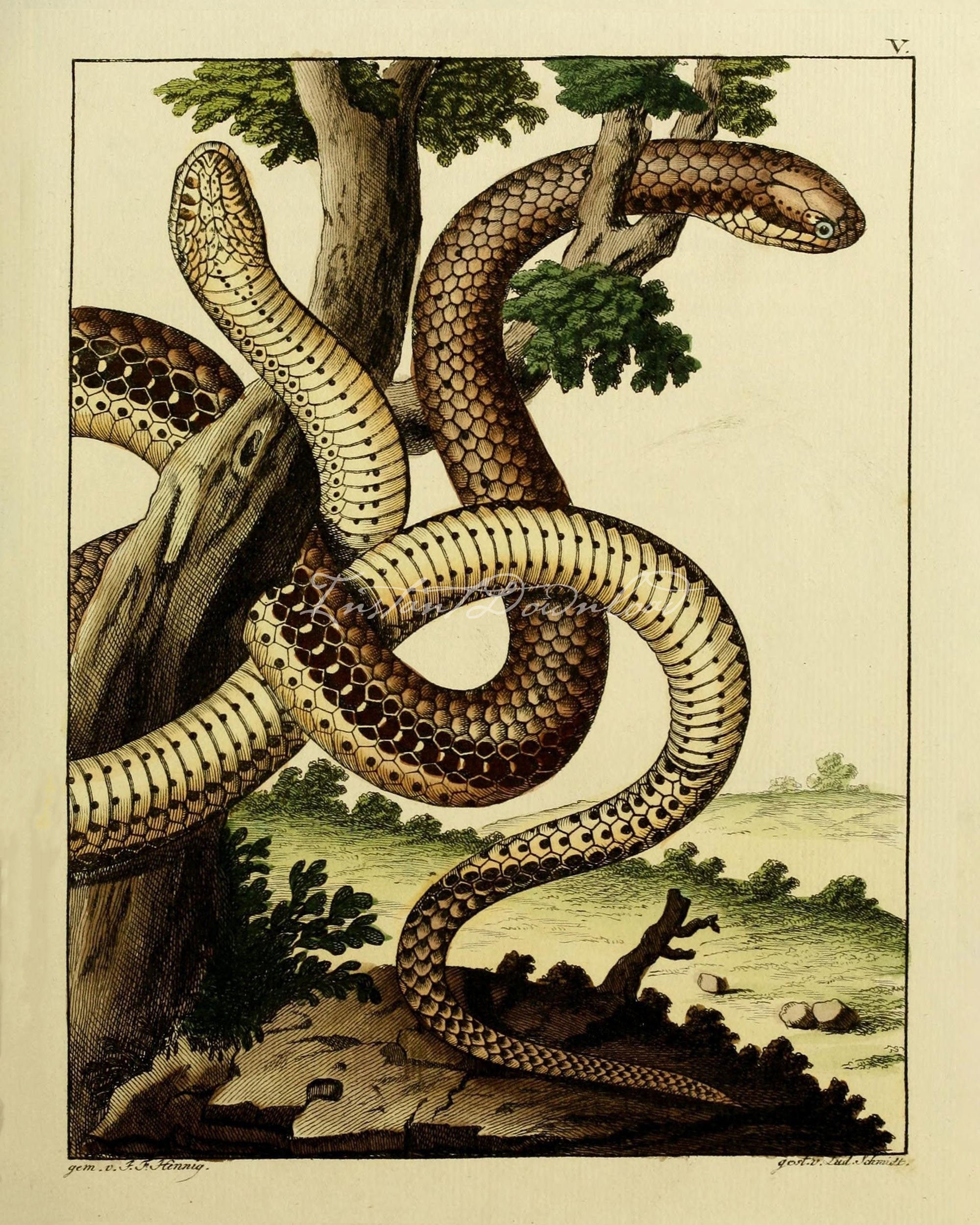 INSTANT DOWNLOAD Two Snakes Poster Print Reptiles Natural History Cabin ...