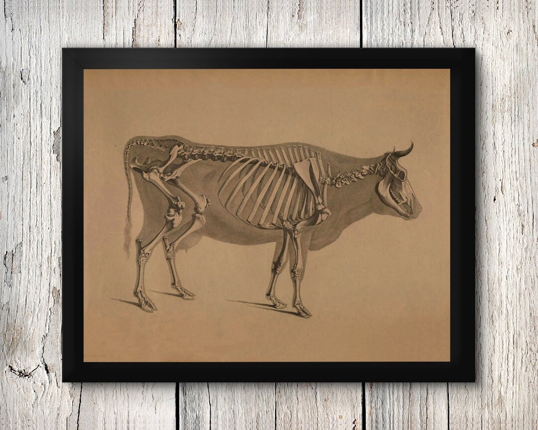Cow Bovine Farm Animals Skeleton Poster Rustic Anatomy Print Primative ...