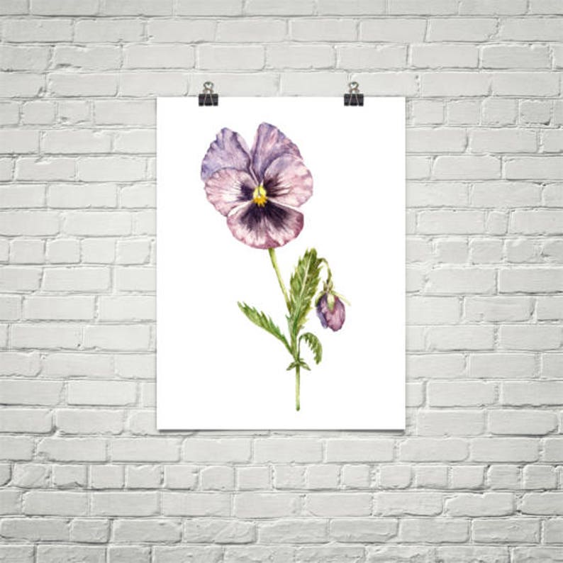Purple Pansy Botanical Art Print of Watercolor Painting Flower Cottage ...